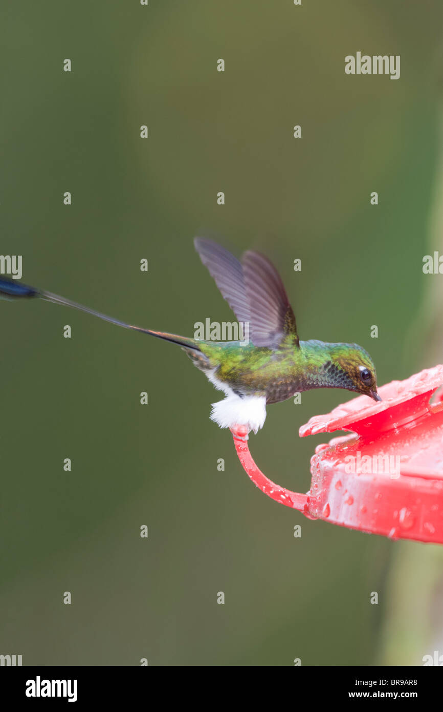 Booted racket tail hummingbird hi-res stock photography and images - Alamy