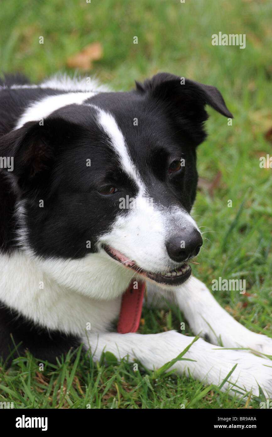 Bordie collie hi-res stock photography and images - Alamy