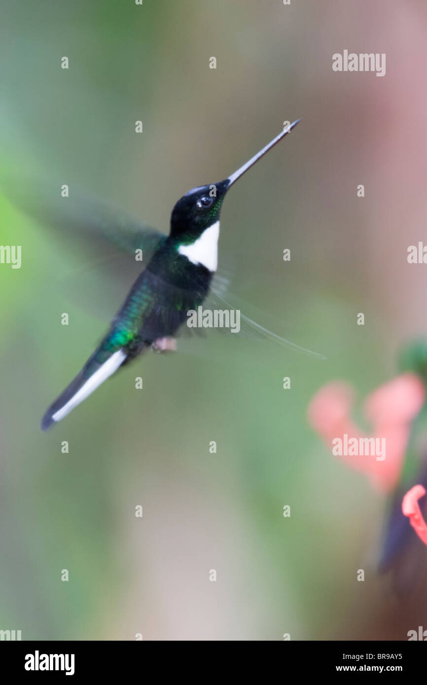 Collared inca coeligena torquata male hi-res stock photography and ...