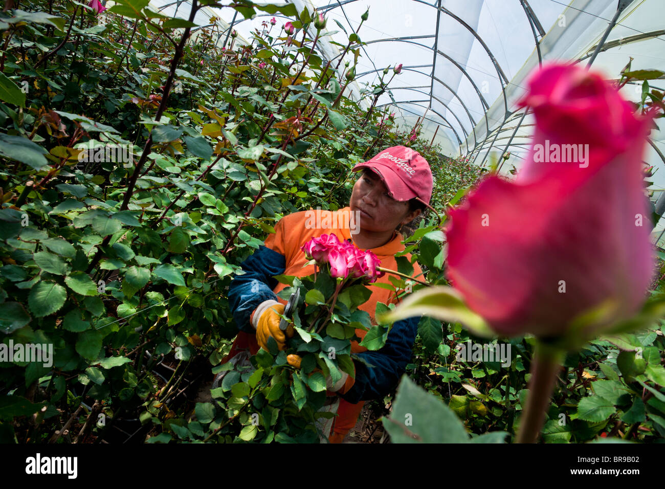 Flower Production Ecuador Stock Photos & Flower Production Ecuador ...