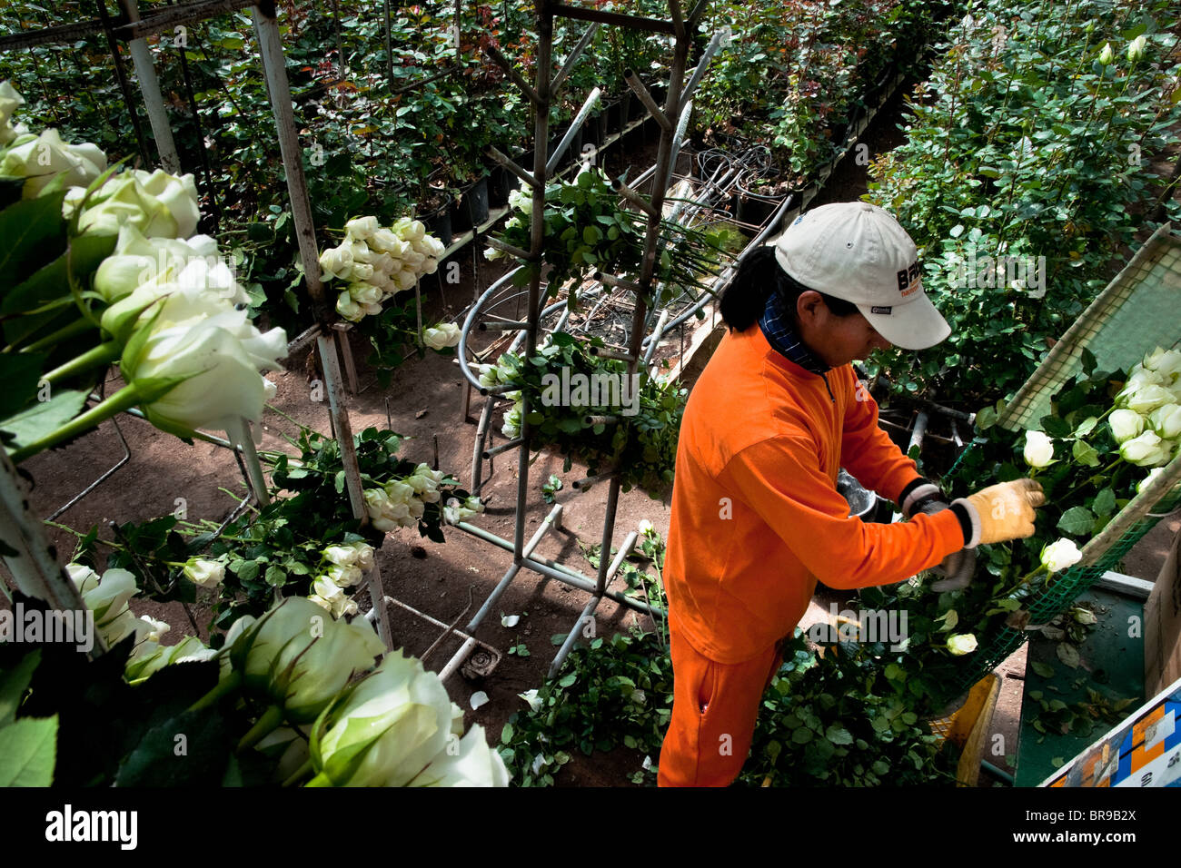 A worker sorts the white roses at a flower farm in Cayambe, Ecuador ...