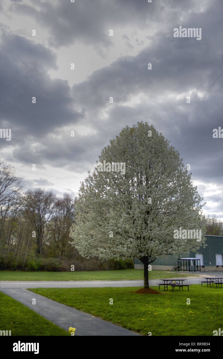 Bloom cycle hi-res stock photography and images - Alamy