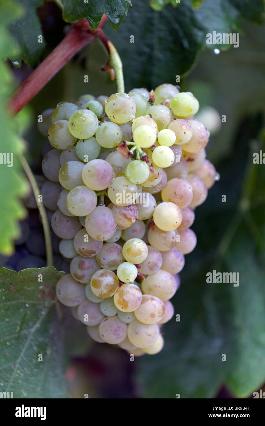 Focus from vineyard grapes italy hi-res stock photography and images ...