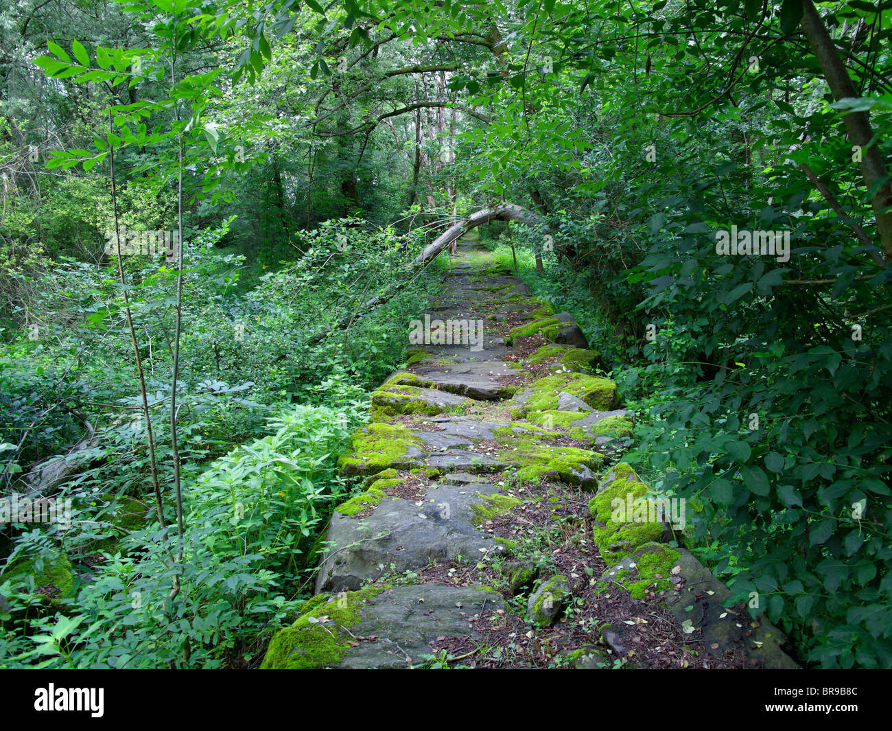 old dyke wall - natural reserve area of magadino ponds on magadino ...