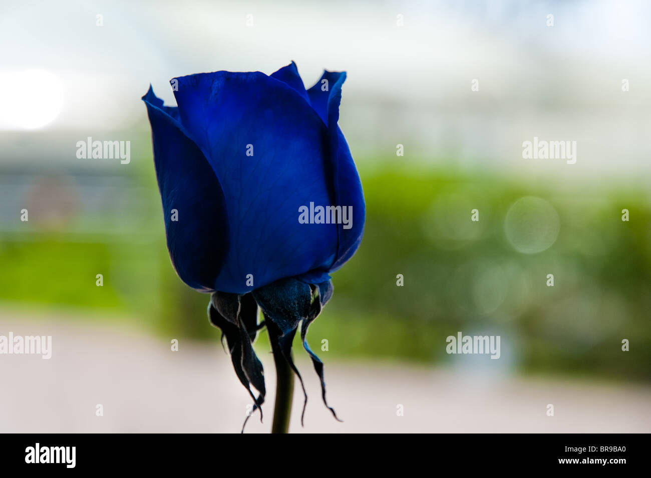 An artificially coloured blue rose grown at a flower farm in Cayambe ...
