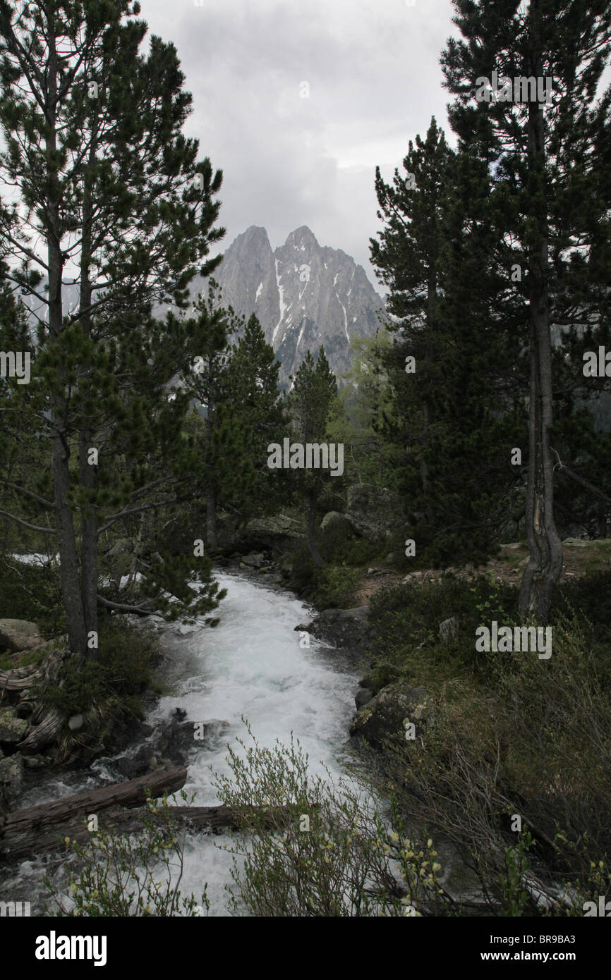 Sub Alpine Fir High Resolution Stock Photography and Images - Alamy