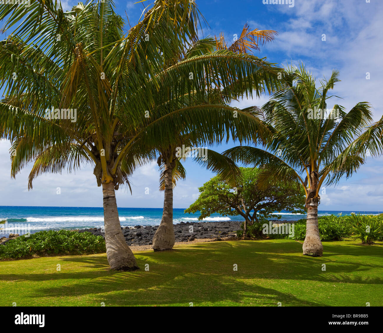 Kauai, HI Three palm trees above the rocky shore line at Po'ipu Stock ...