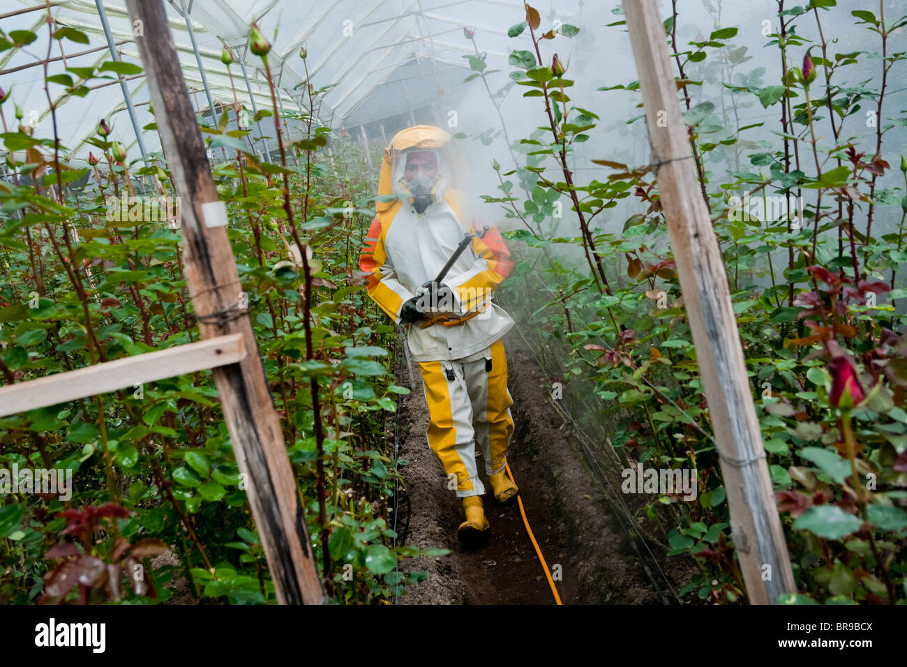 Pesticide spraying rose hi-res stock photography and images - Alamy