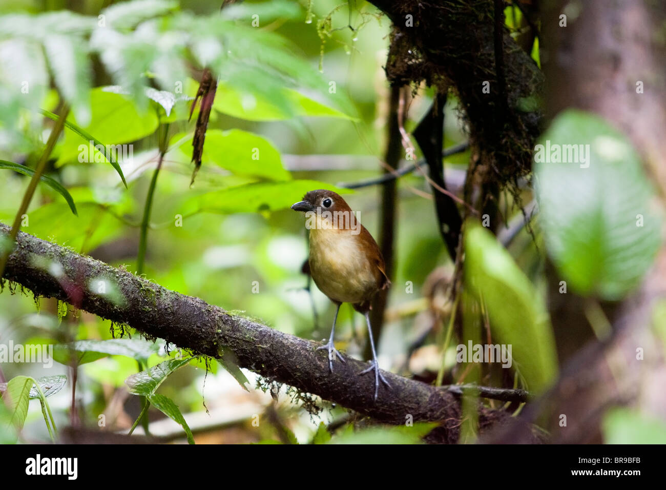 Yellow-breasted Antpitta (Grallaria flavotincta Stock Photo - Alamy