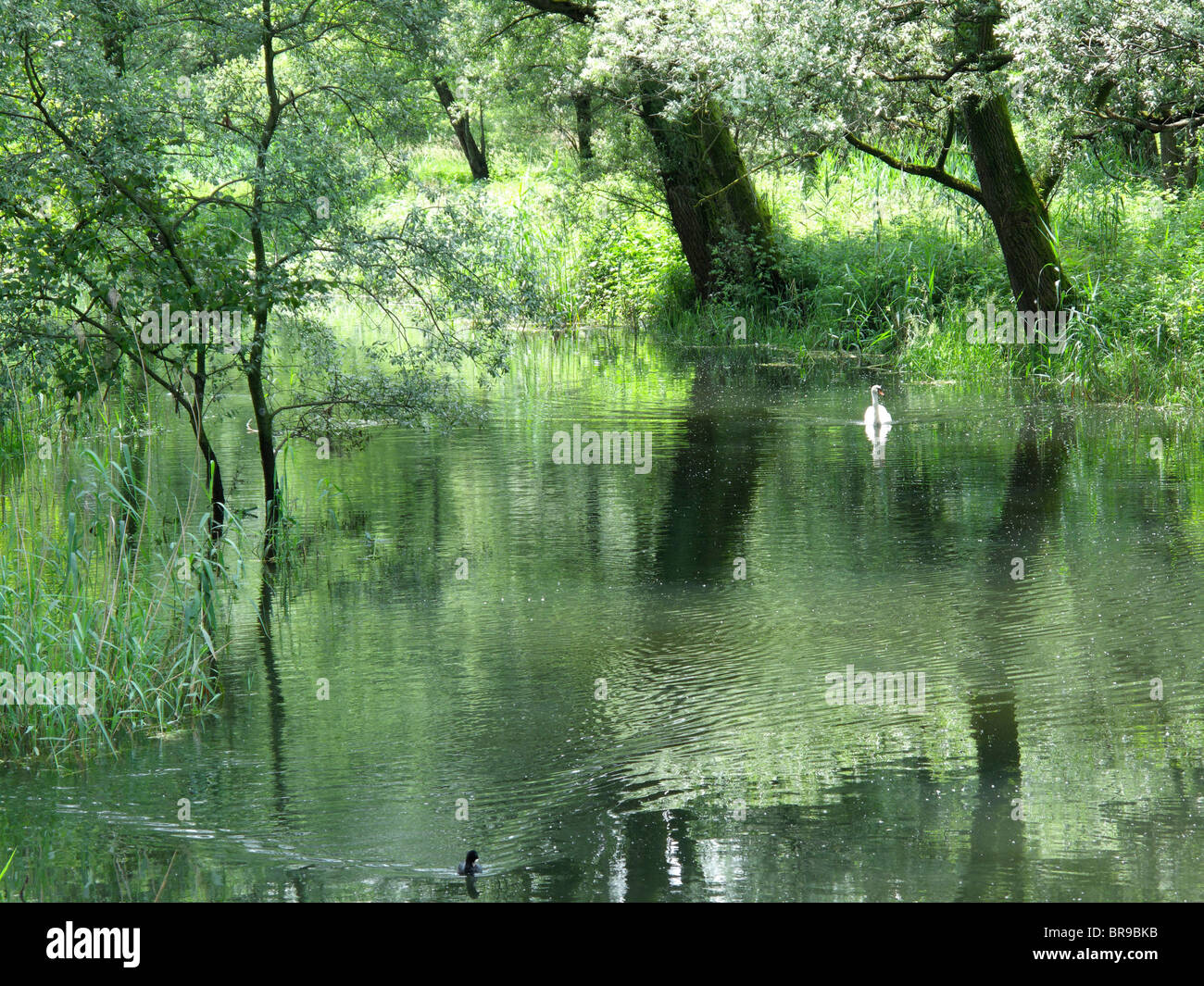 natural reserve area of magadino ponds on magadino plain - canton of ...