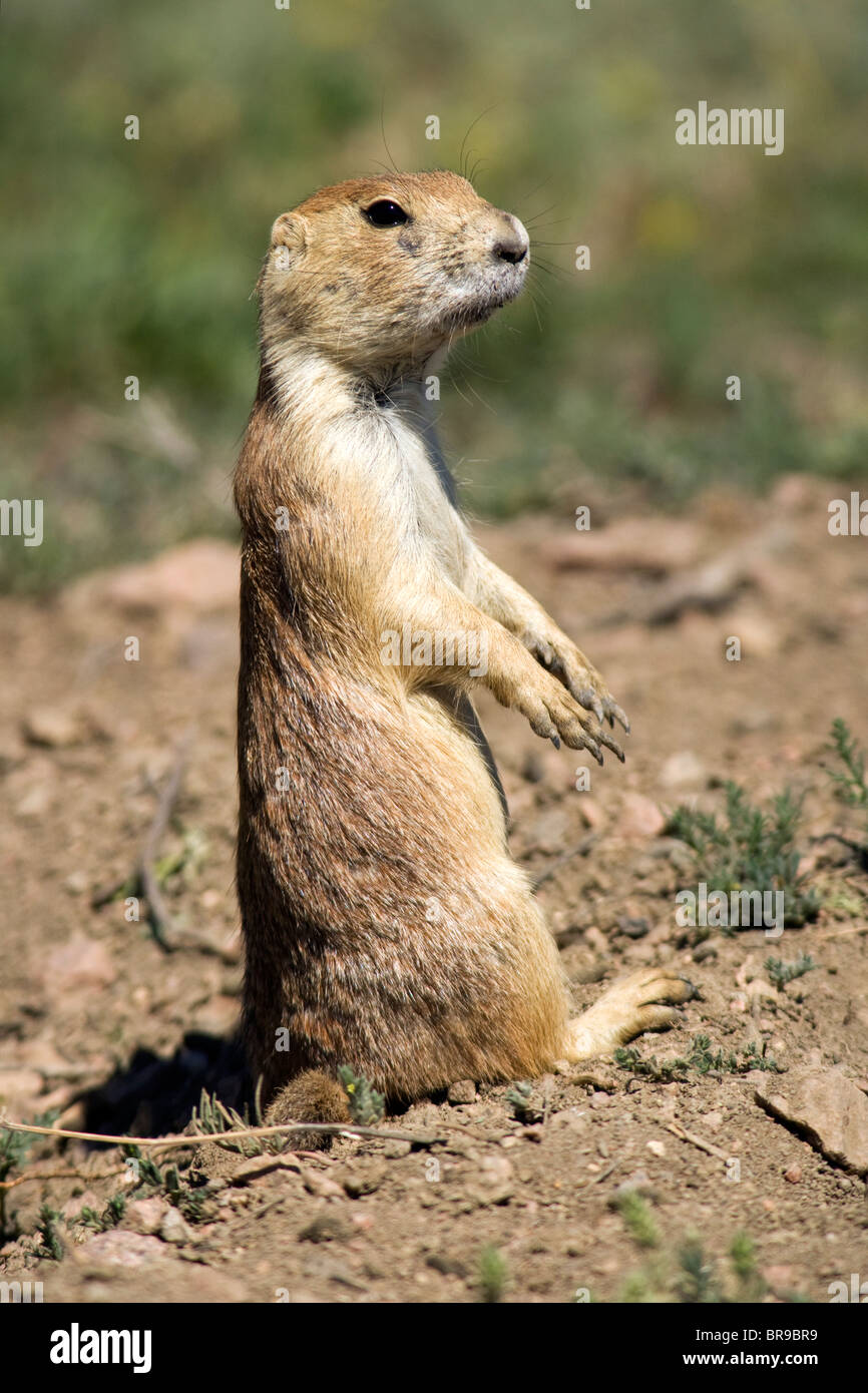 Black-Tailed Prairie Dog - Cheyenne Mountain State Park, Colorado ...