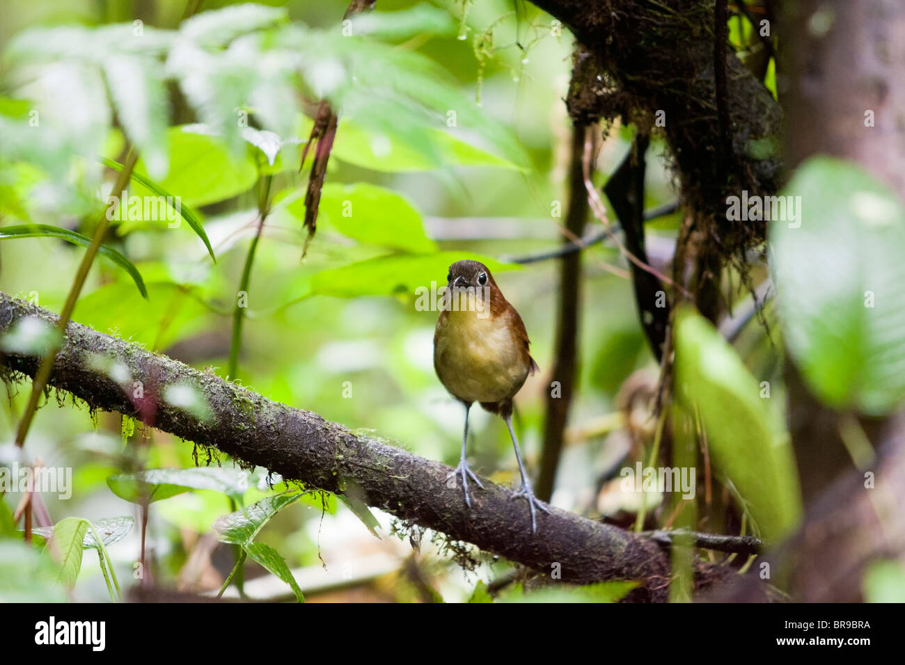 Yellow-breasted Antpitta (Grallaria flavotincta Stock Photo - Alamy