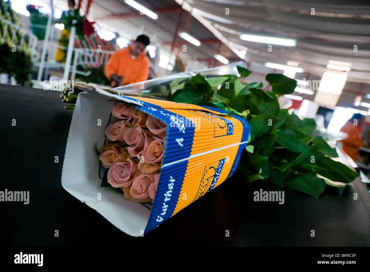 A wraped box of roses on the flow line in the packaging hall of a ...