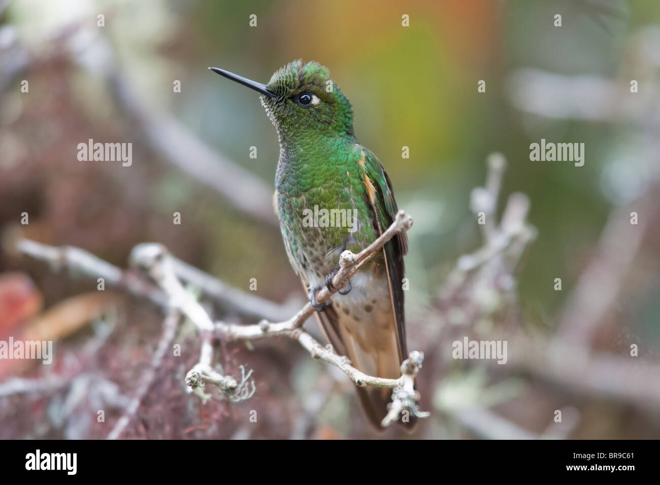 Buff-tailed Coronet (Boissonneaua flavescens tinochlora Stock Photo - Alamy