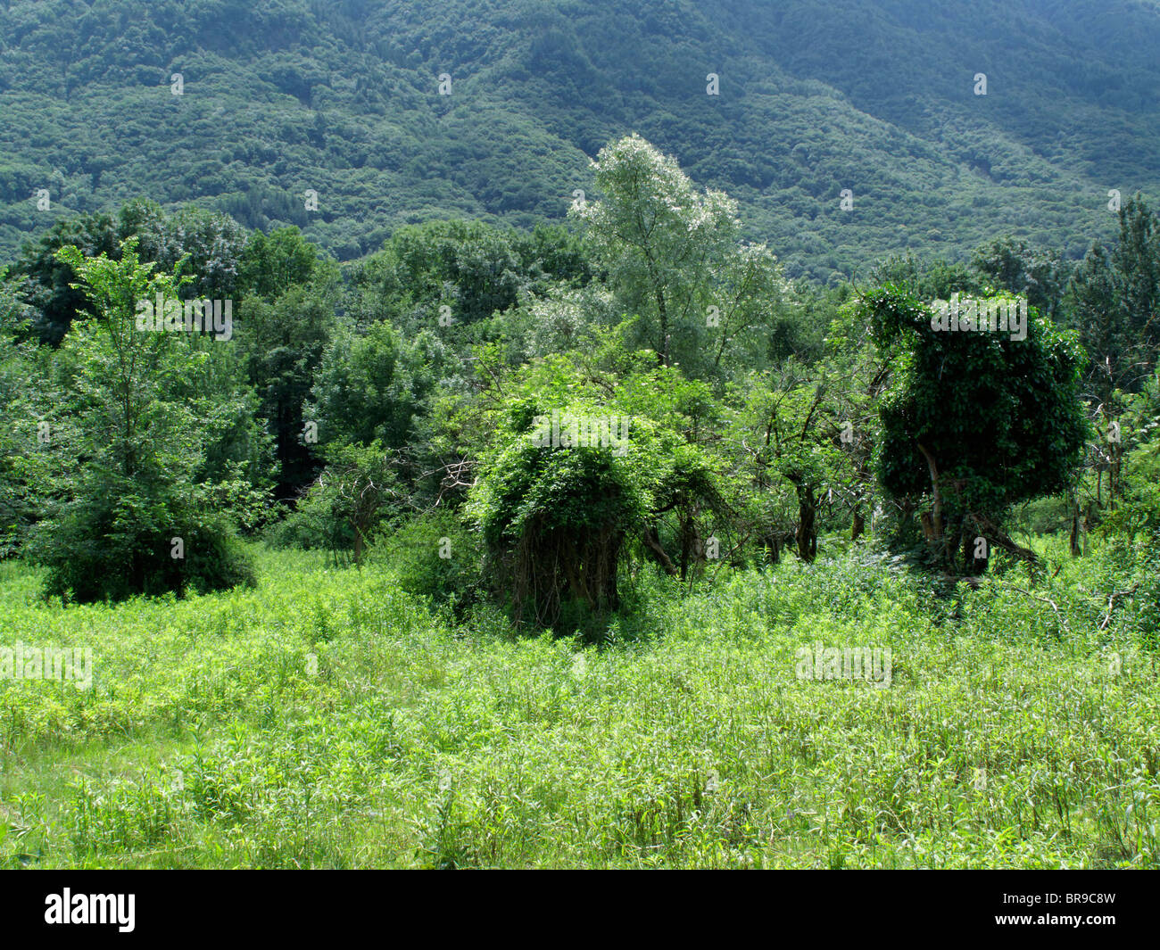 natural reserve area of magadino ponds on magadino plain - canton of ...