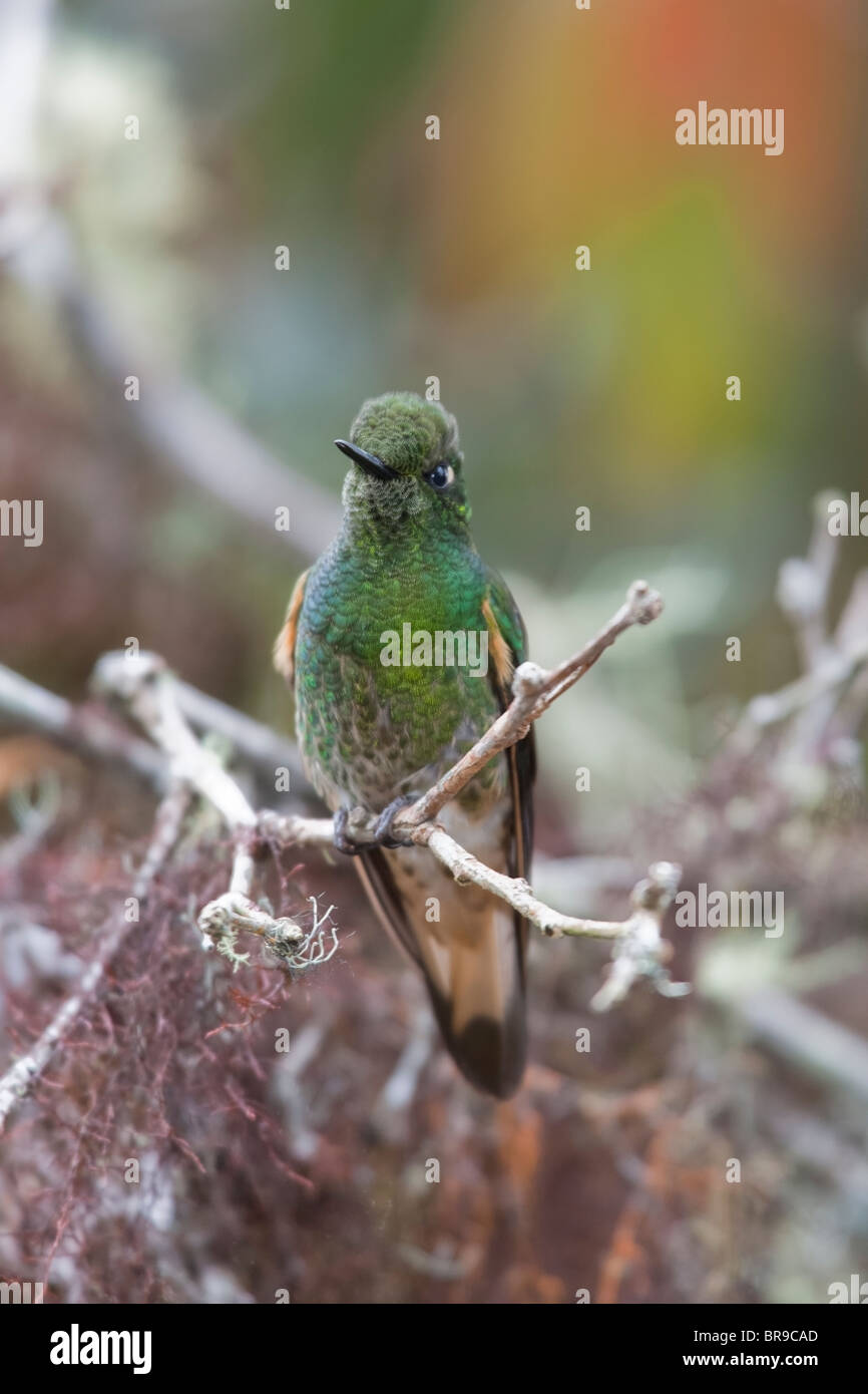 Buff-tailed Coronet (Boissonneaua flavescens tinochlora Stock Photo - Alamy