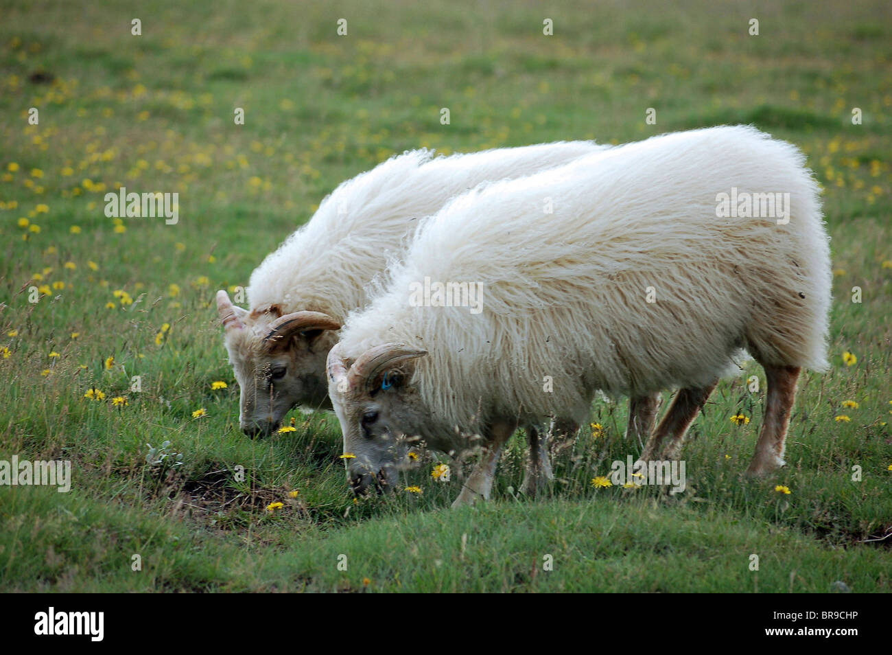 Indigenous sheep, Golden Circle Tour, Iceland Stock Photo - Alamy