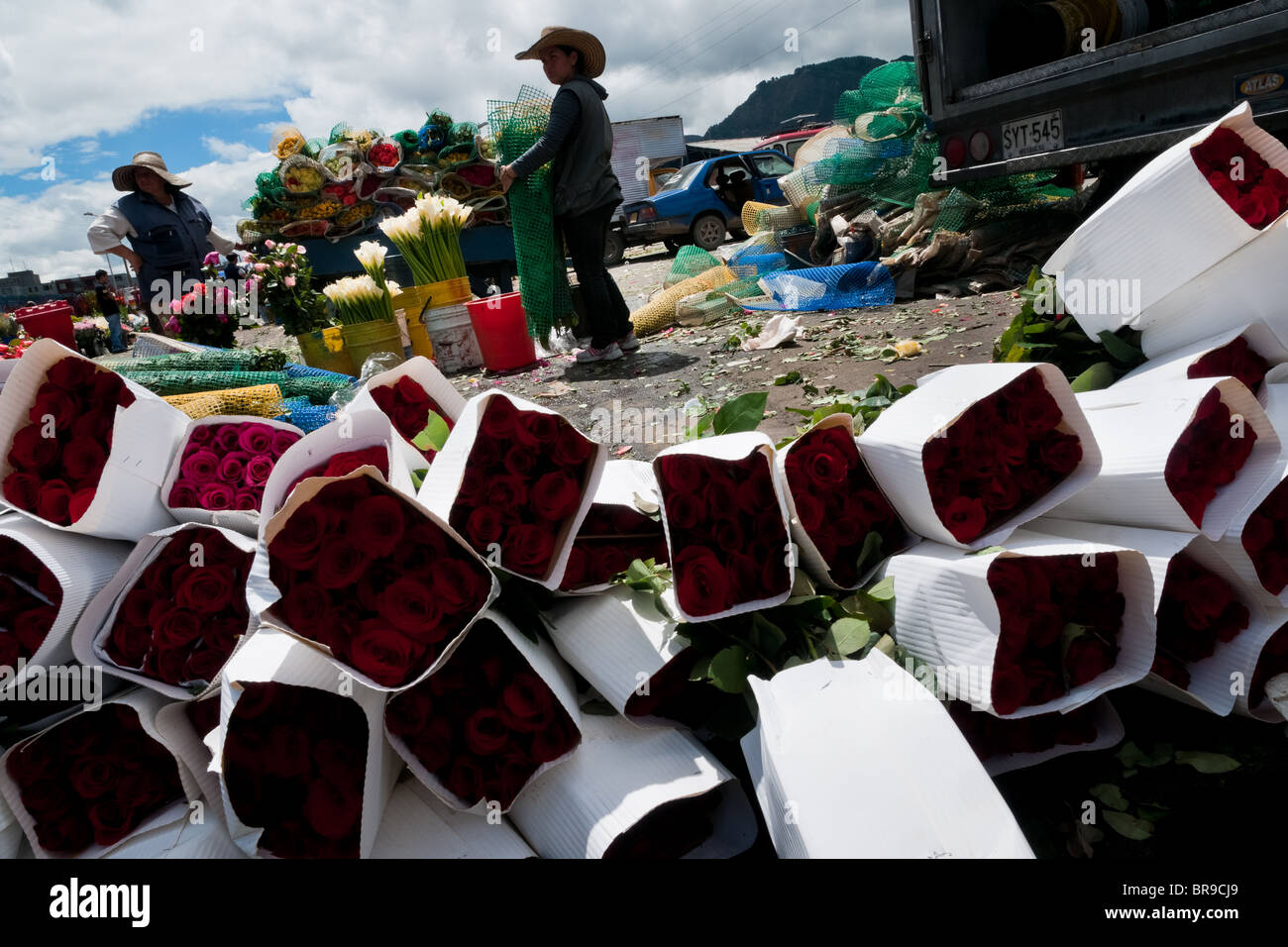 Women sell wrapped boxes of red roses in the flower market of Bogota ...