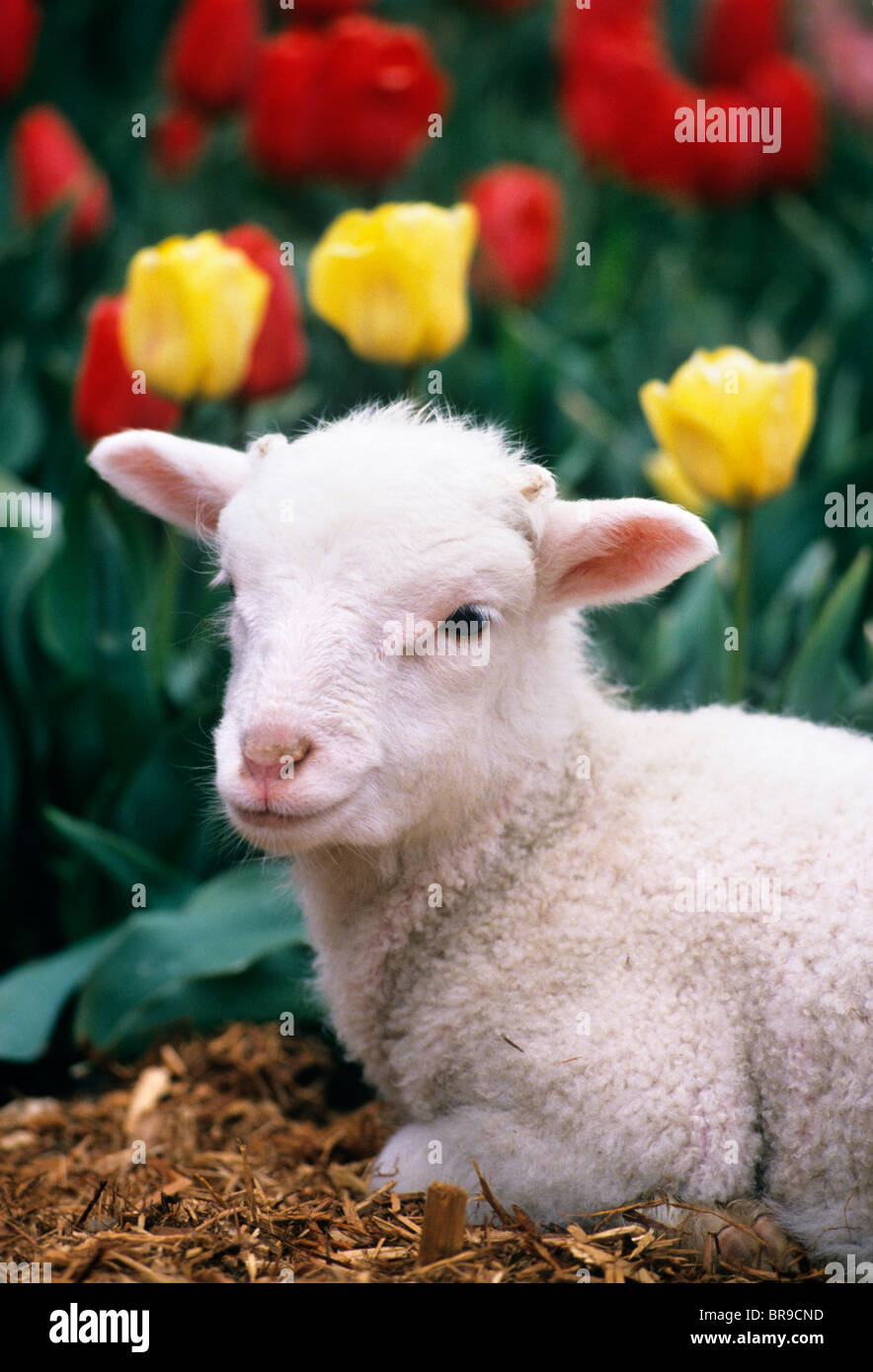 Week old lamb hi-res stock photography and images - Alamy