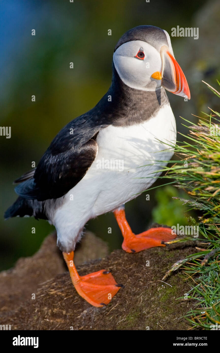 The Atlantic Puffin, a pelagic seabird, shown here in breeding colors ...