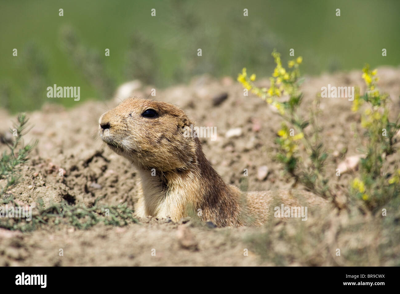 Prairie dogs burrow standing hi-res stock photography and images - Alamy