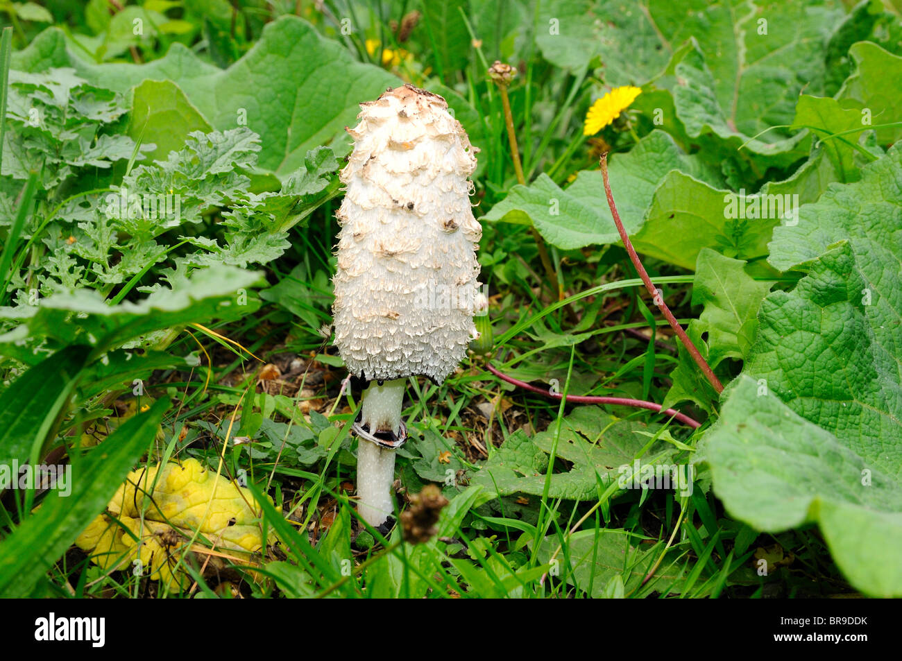 Common ink cap in hi-res stock photography and images - Alamy