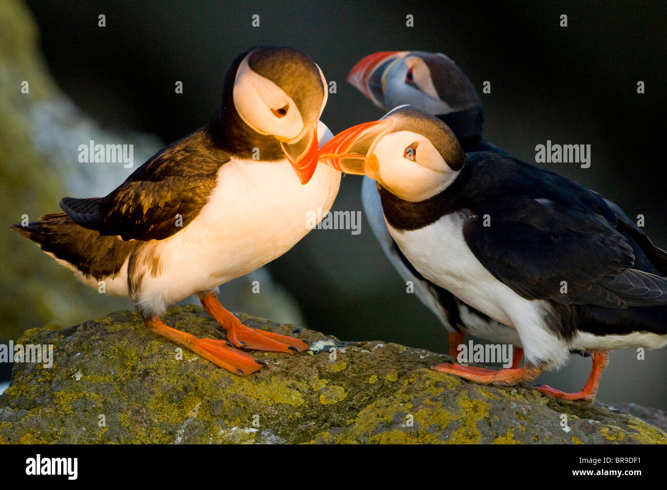 The Atlantic Puffin, a pelagic seabird, shown here in breeding colors ...