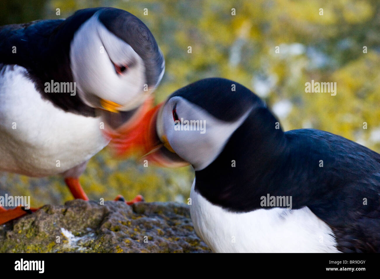 The Atlantic Puffin, a pelagic seabird, shown here in breeding colors ...