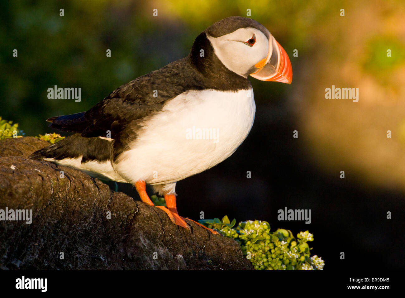 The Atlantic Puffin, a pelagic seabird, shown here in breeding colors ...