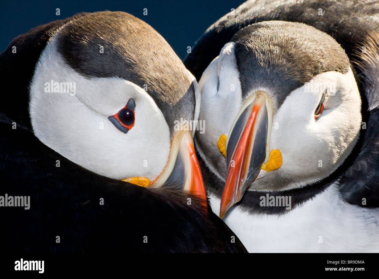 The Atlantic Puffin, a pelagic seabird, shown here in breeding colors ...