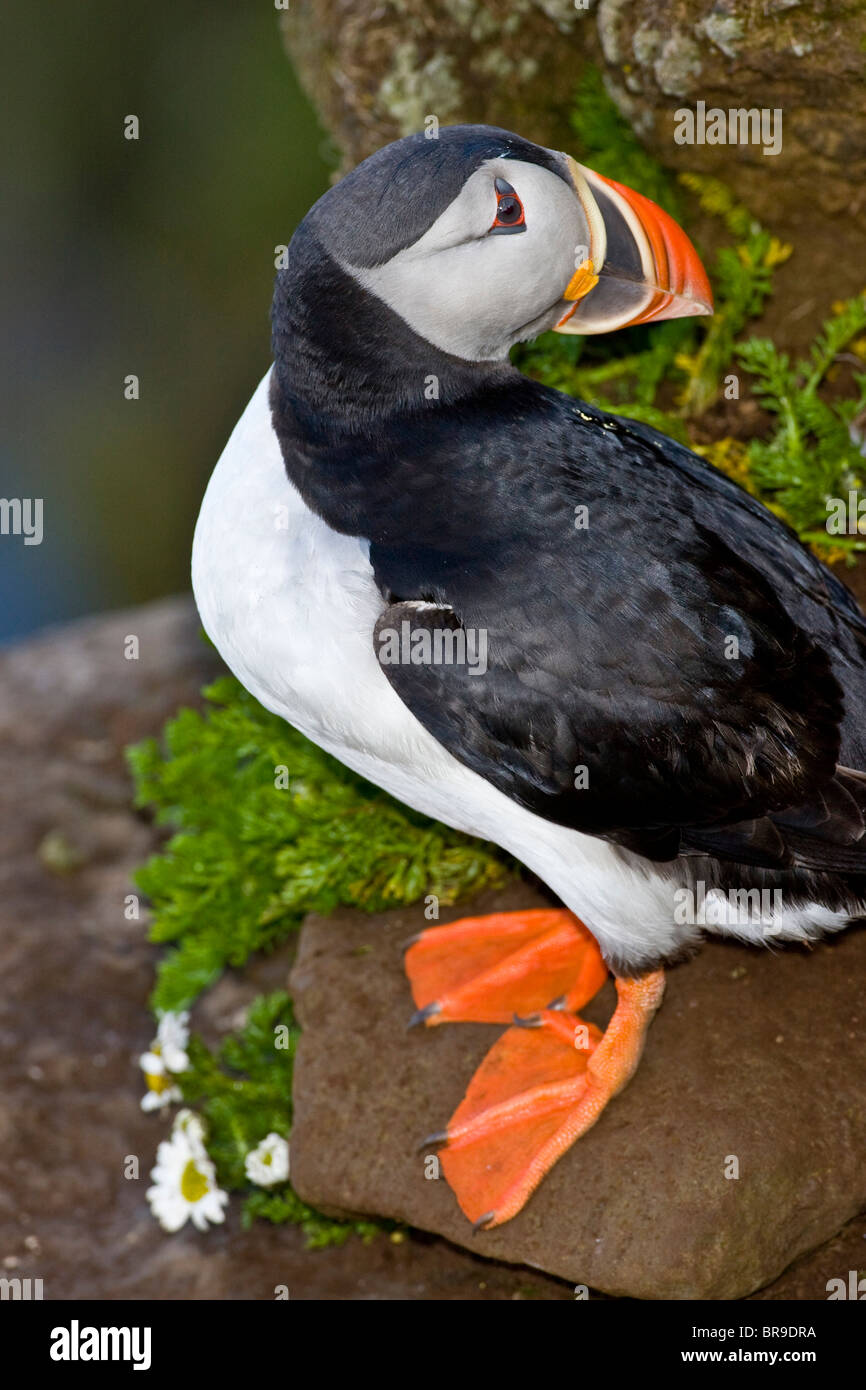 The Atlantic Puffin, a pelagic seabird, shown here in breeding colors ...