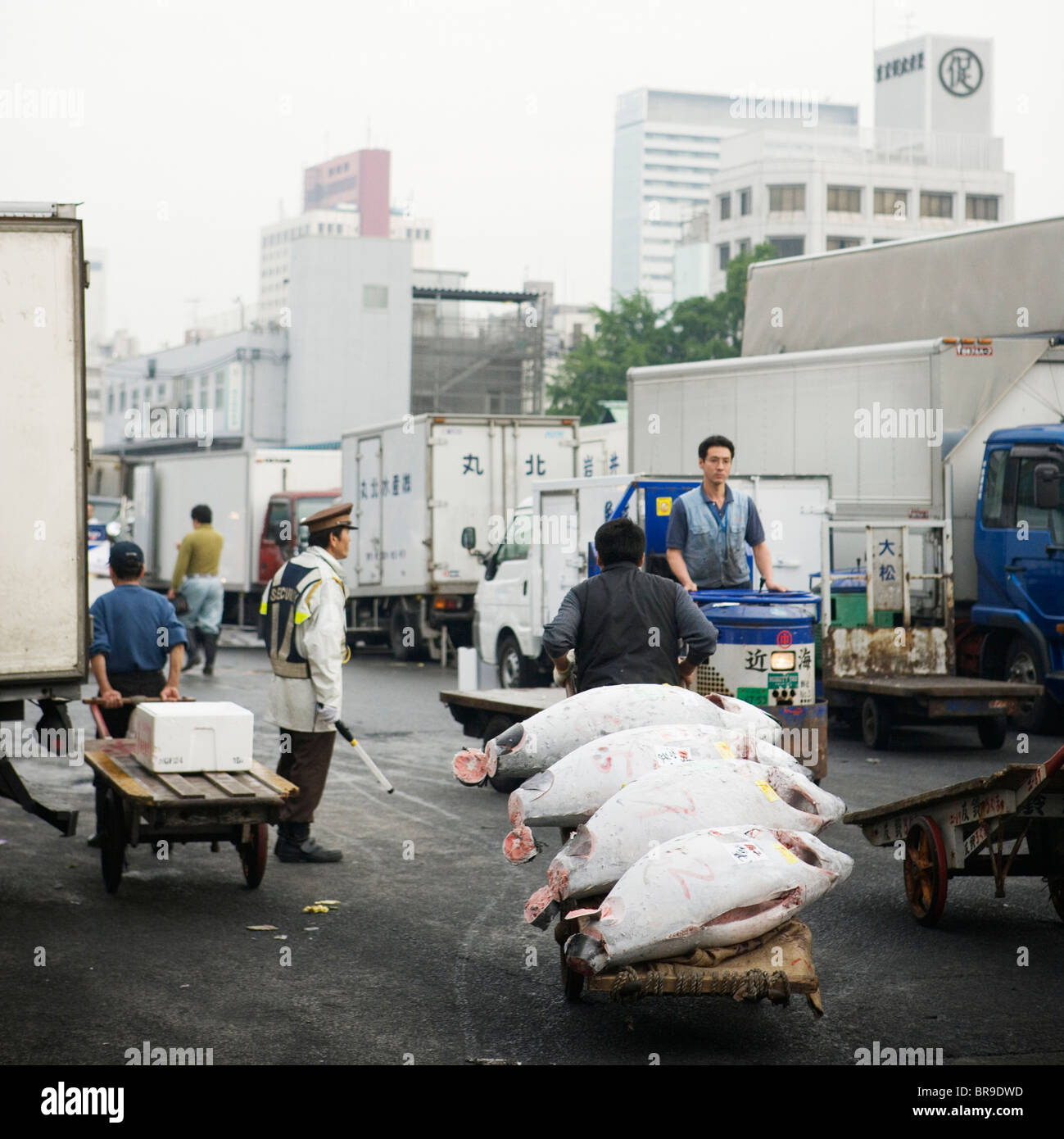Frozen tuna at the Tsukiji Fish Market Japan Tokyo Stock Photo - Alamy