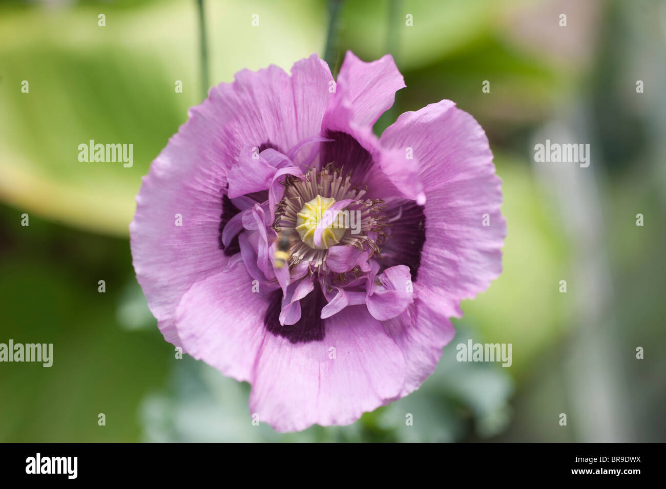 Lilac Poppy hybrid Stock Photo - Alamy