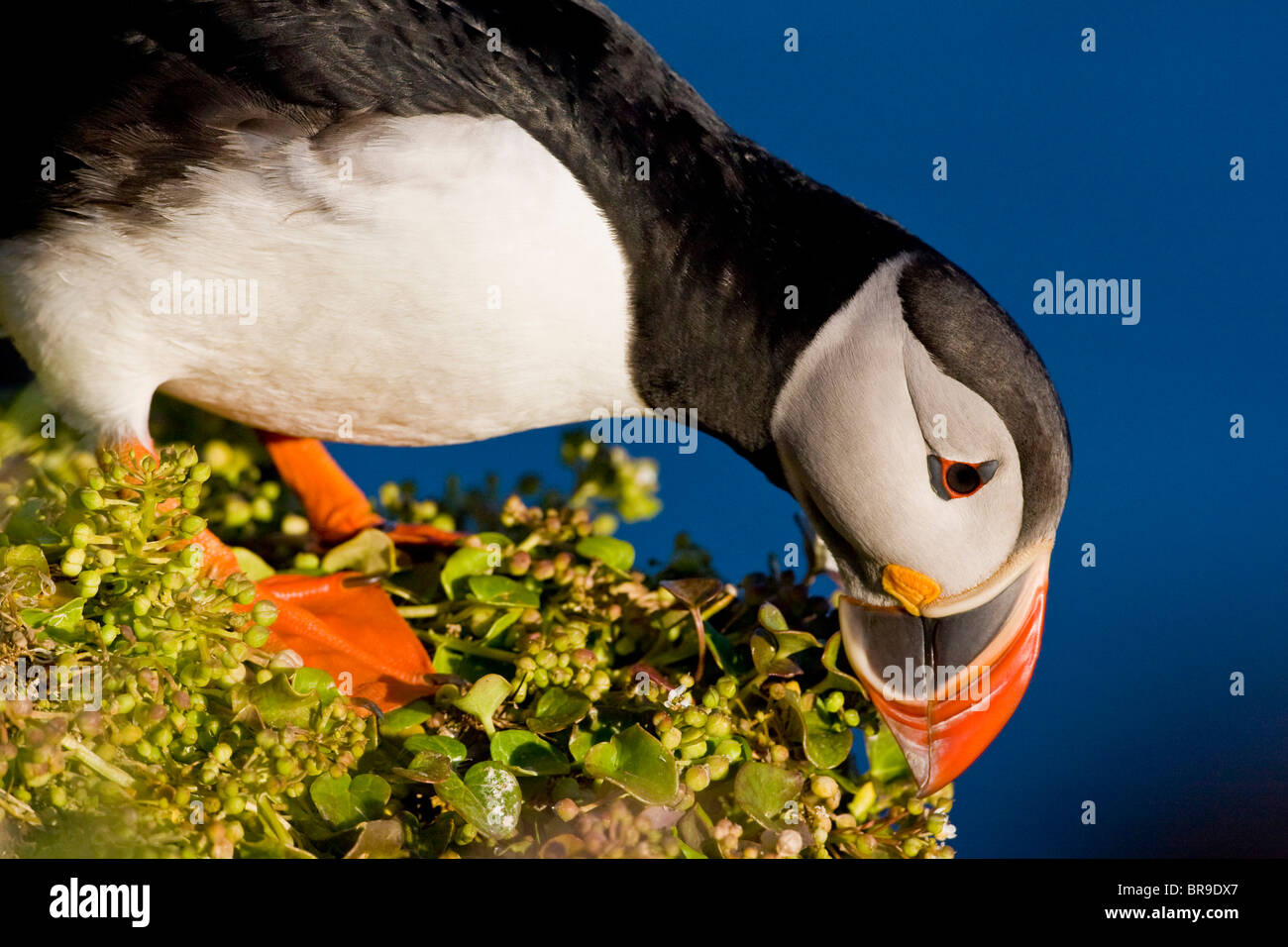 The Atlantic Puffin, a pelagic seabird, shown here in breeding colors ...