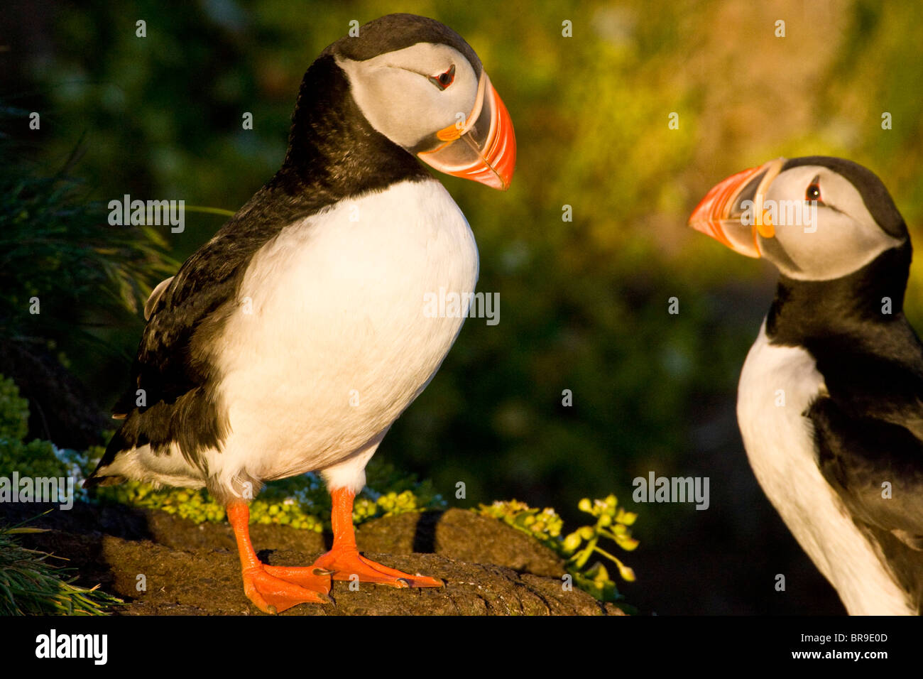 The Atlantic Puffin, a pelagic seabird, shown here in breeding colors ...