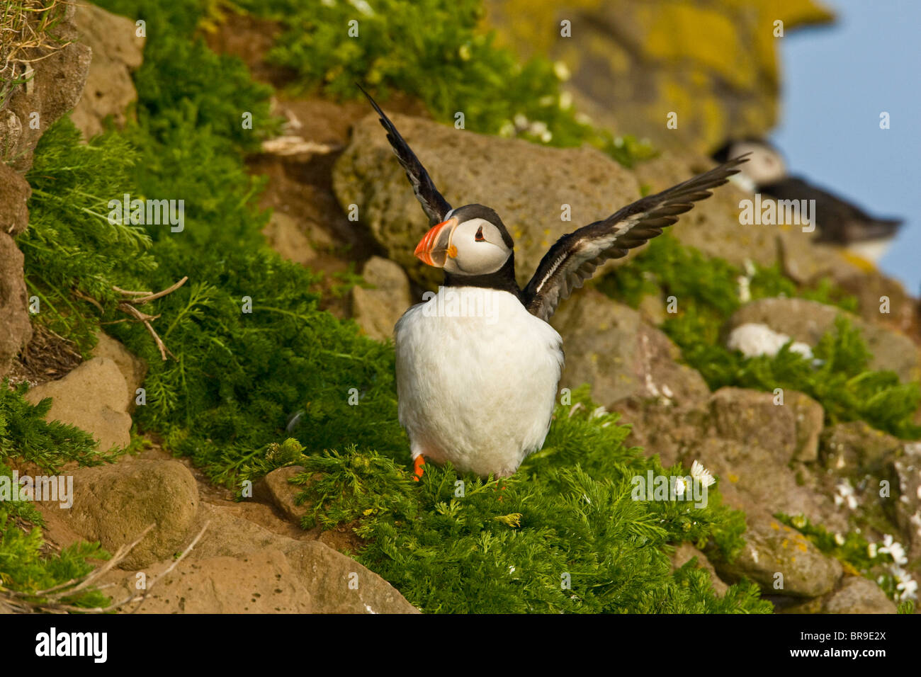 The Atlantic Puffin, a pelagic seabird, shown here in breeding colors ...