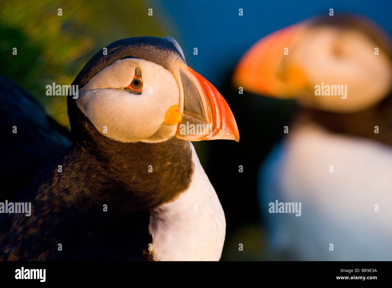 The Atlantic Puffin, a pelagic seabird, shown here in breeding colors ...