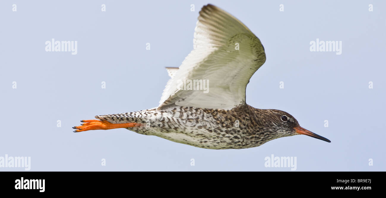 Spotted Redshank in flight near Latrabjerg, Iceland Stock Photo - Alamy