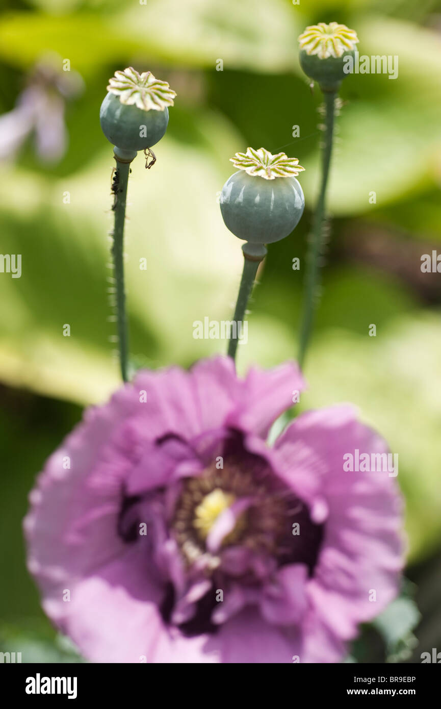 Lilac Poppy hybrid with seed heads forming Stock Photo - Alamy