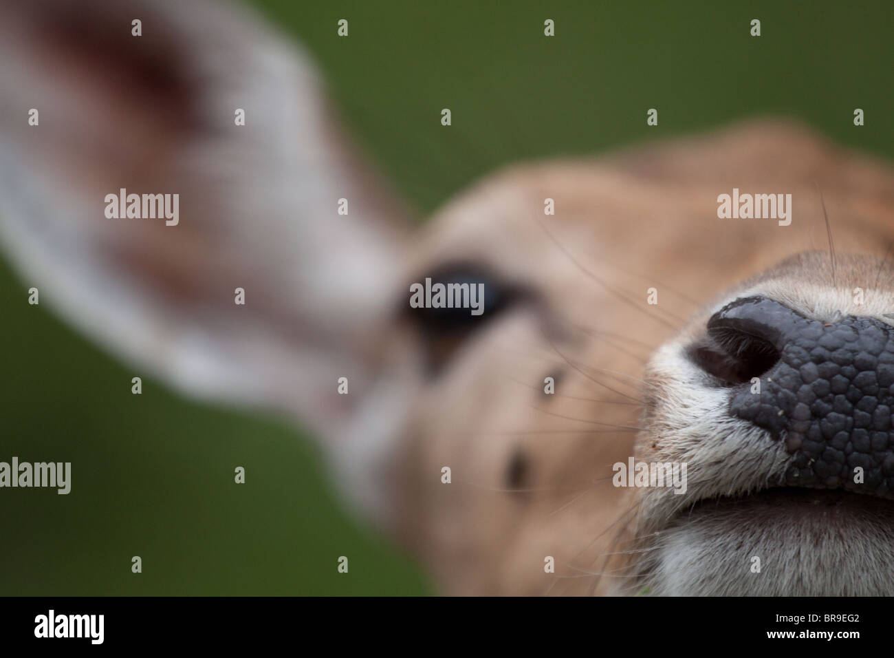 Deers nose hi-res stock photography and images - Alamy