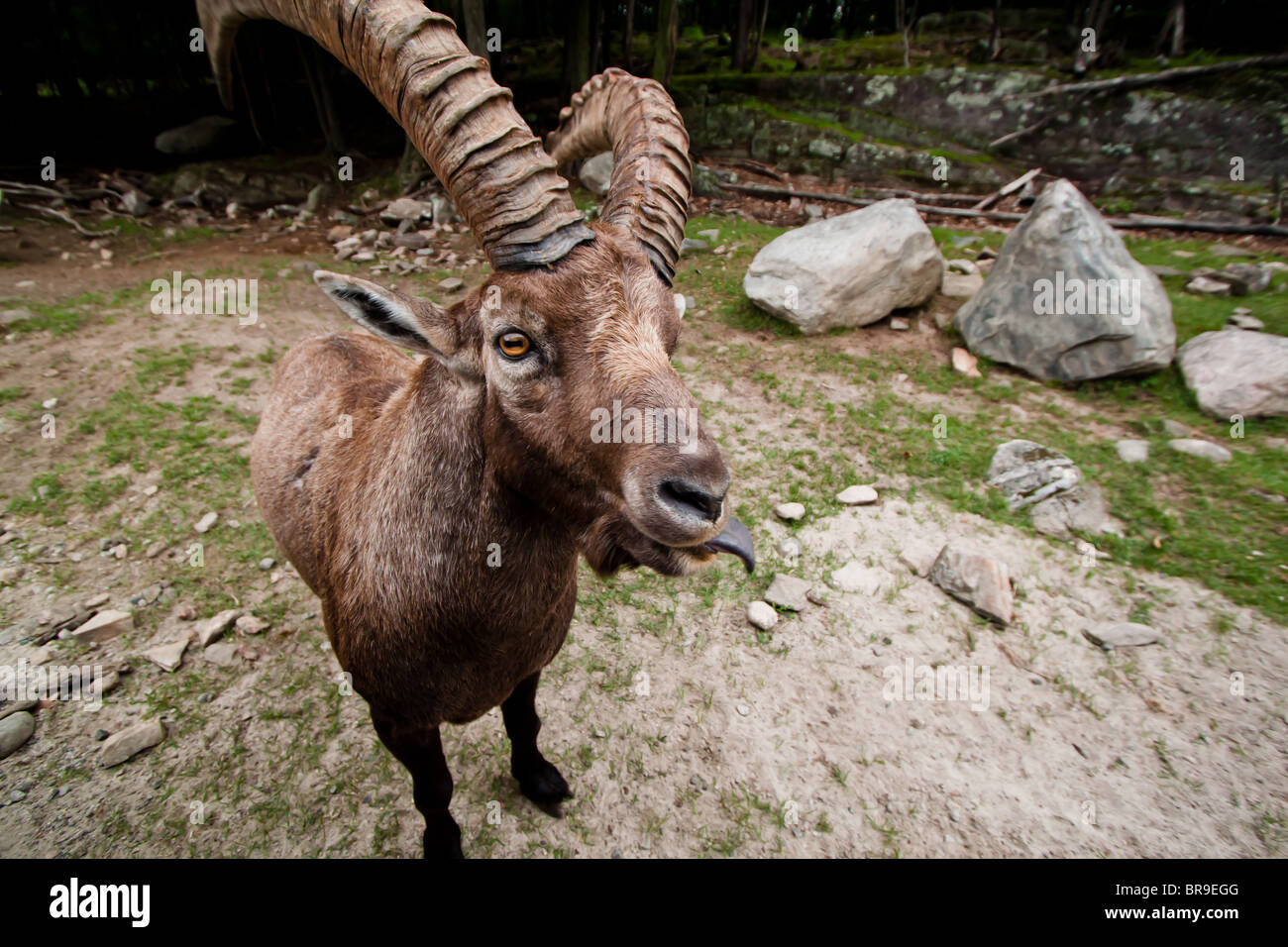 A Capra Ibex sticks its tongue out at the camera Stock Photo - Alamy