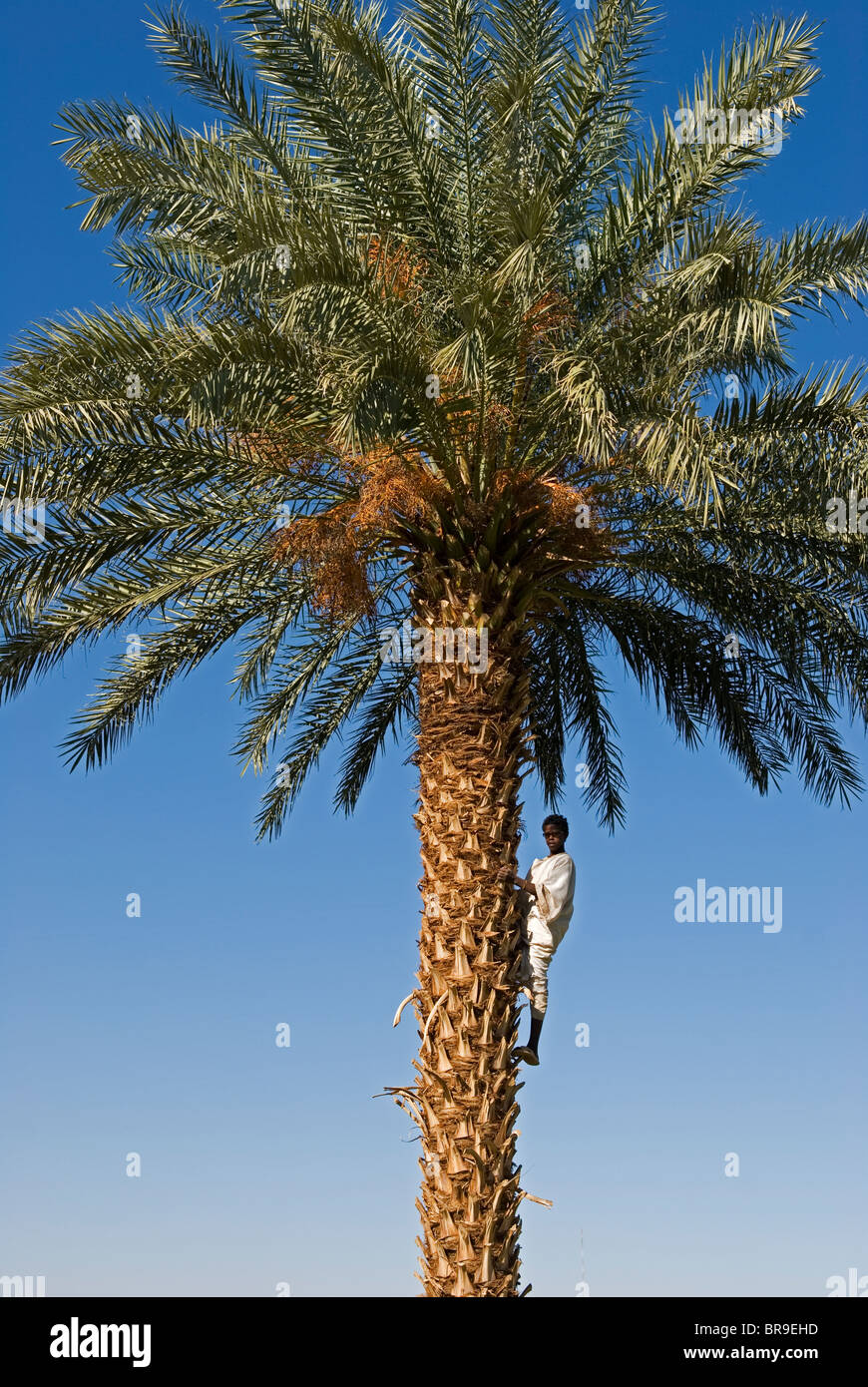 African boy climbing tree hi-res stock photography and images - Alamy