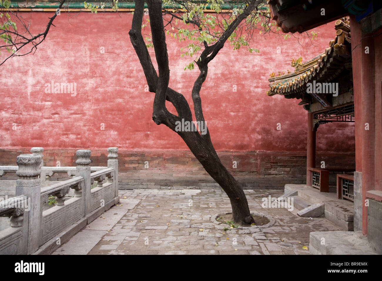A tree in the forbidden city in Beijing China Stock Photo - Alamy