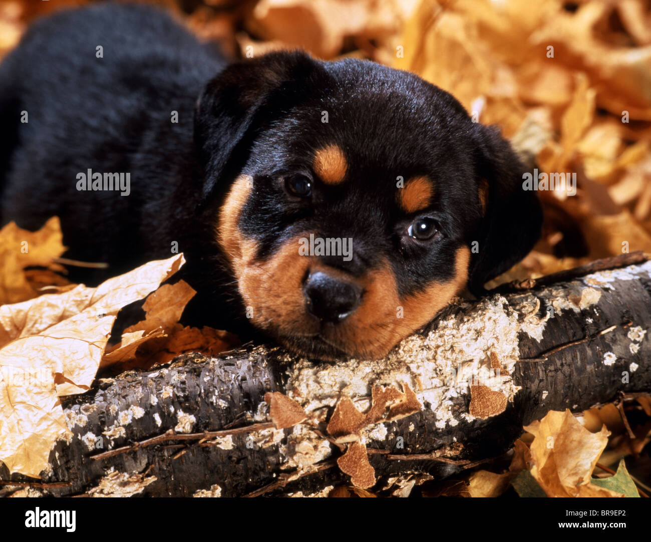 ROTTWEILER PUPPY LYING IN AUTUMN LEAVES Stock Photo - Alamy