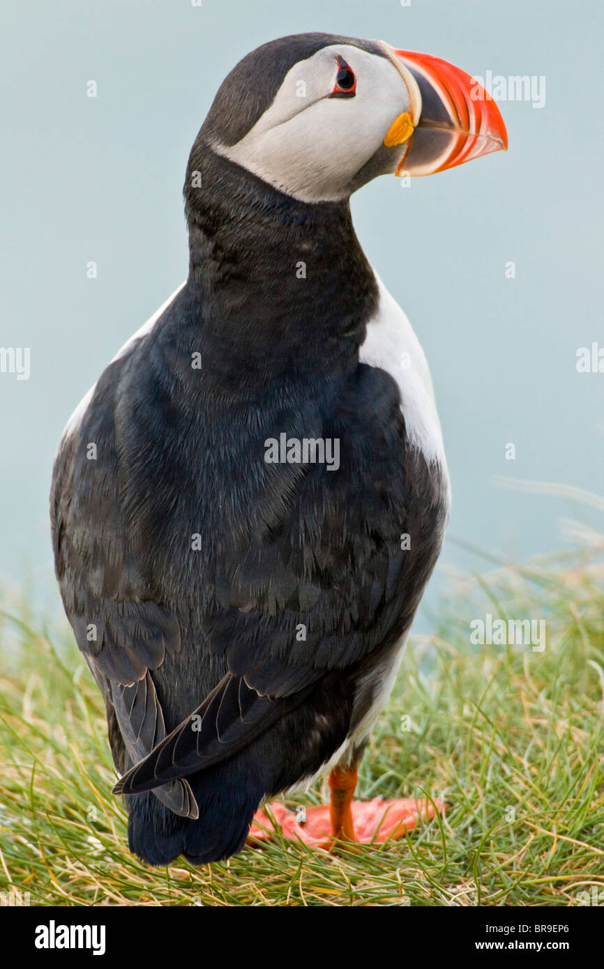 The Atlantic Puffin, a pelagic seabird, shown here in breeding colors ...