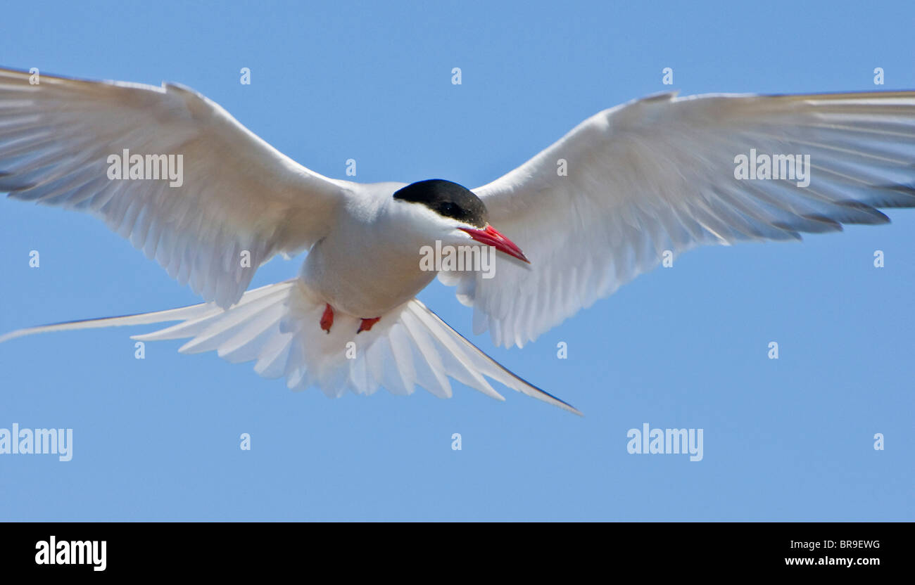 Arctic Tern in flight in Iceland Stock Photo - Alamy