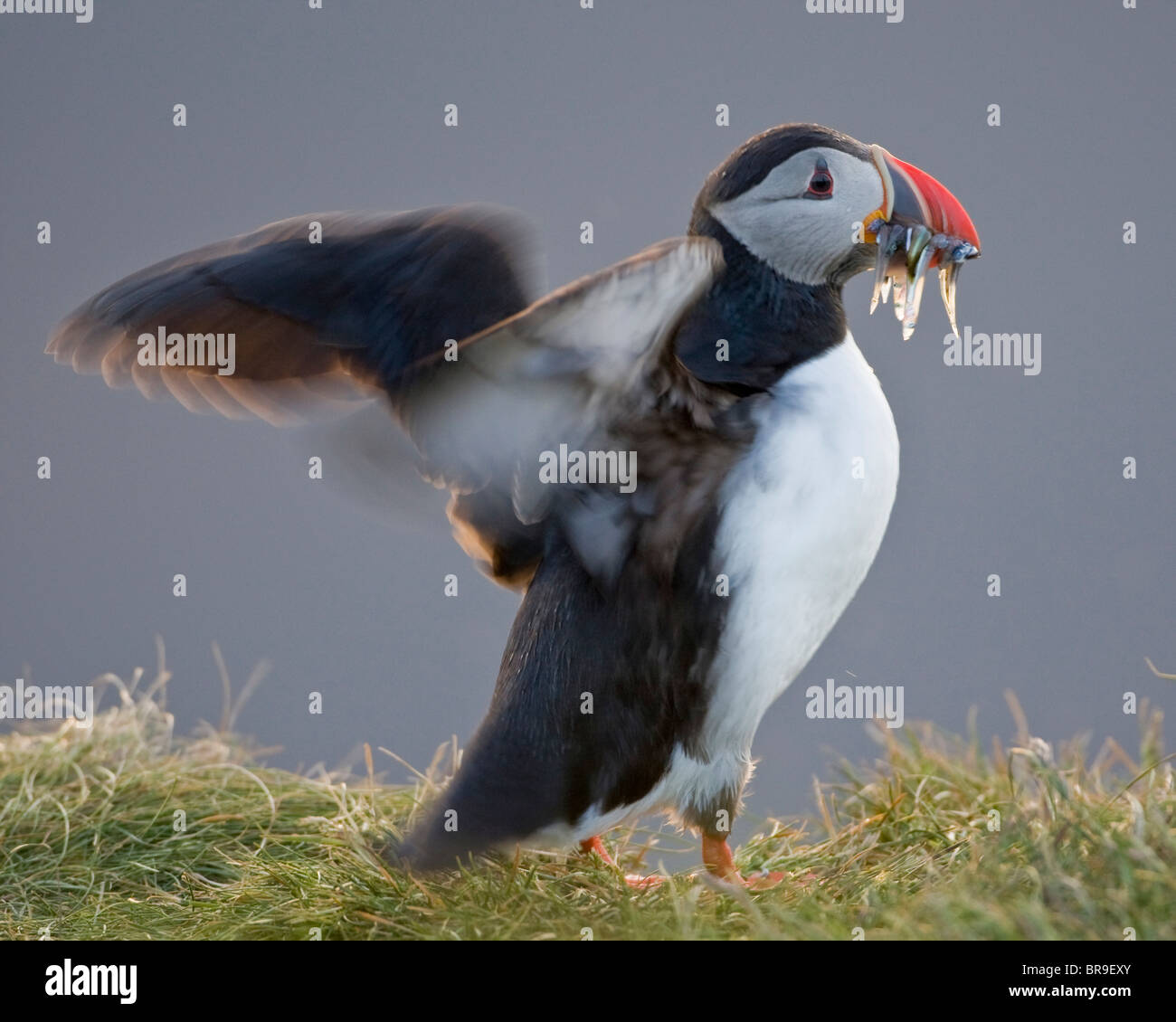 The Atlantic Puffin, a pelagic seabird, shown here in breeding colors ...