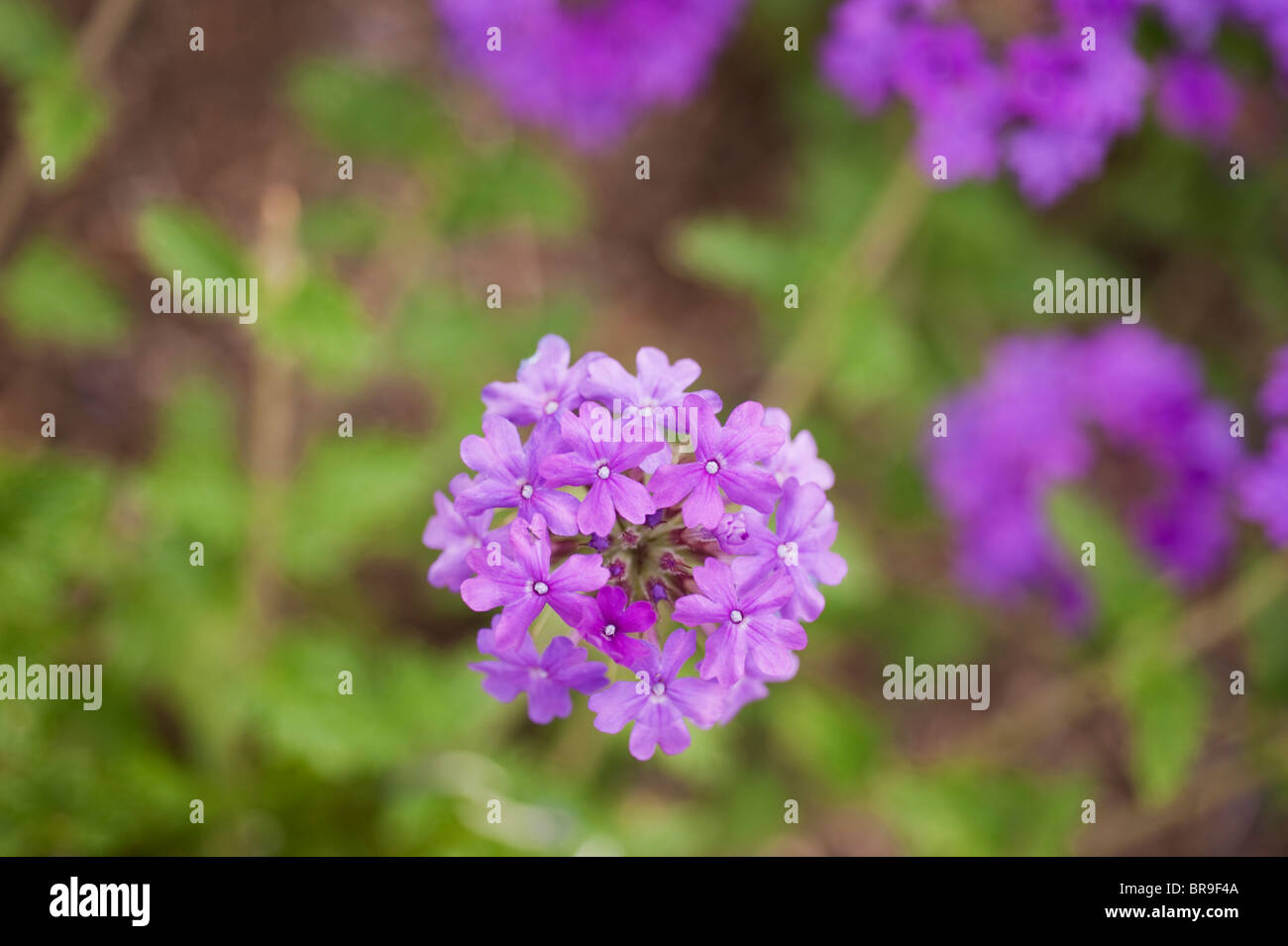 Verbena ‘Homestead Purple’, Vervain Stock Photo - Alamy