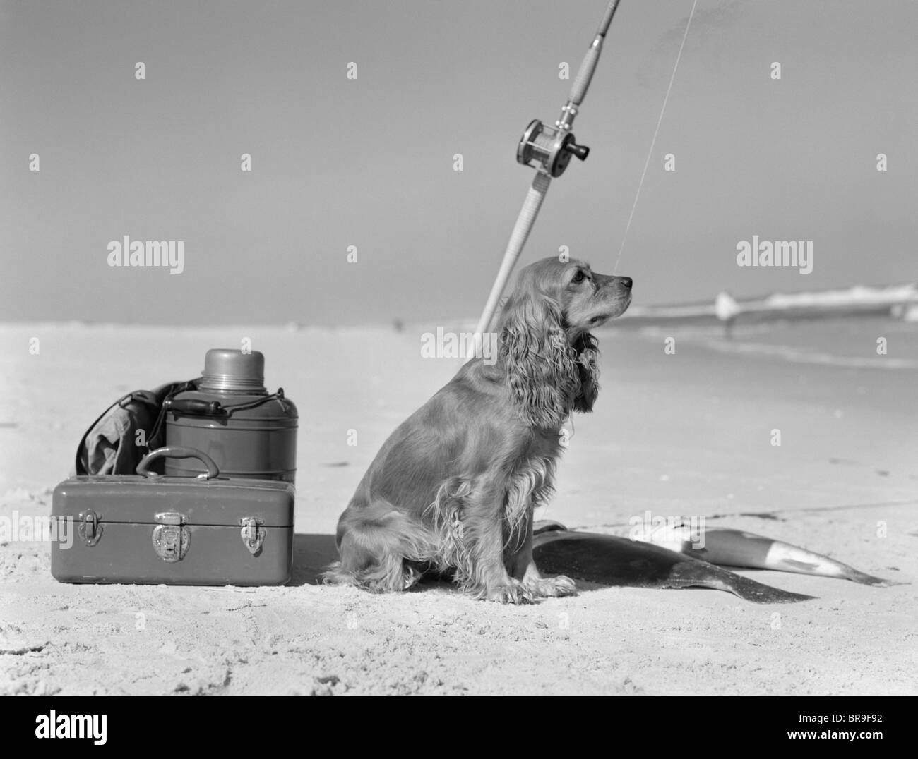 COCKER SPANIEL DOG STANDING GUARD OVER TWO CAUGHT FISH AND FISHING ...