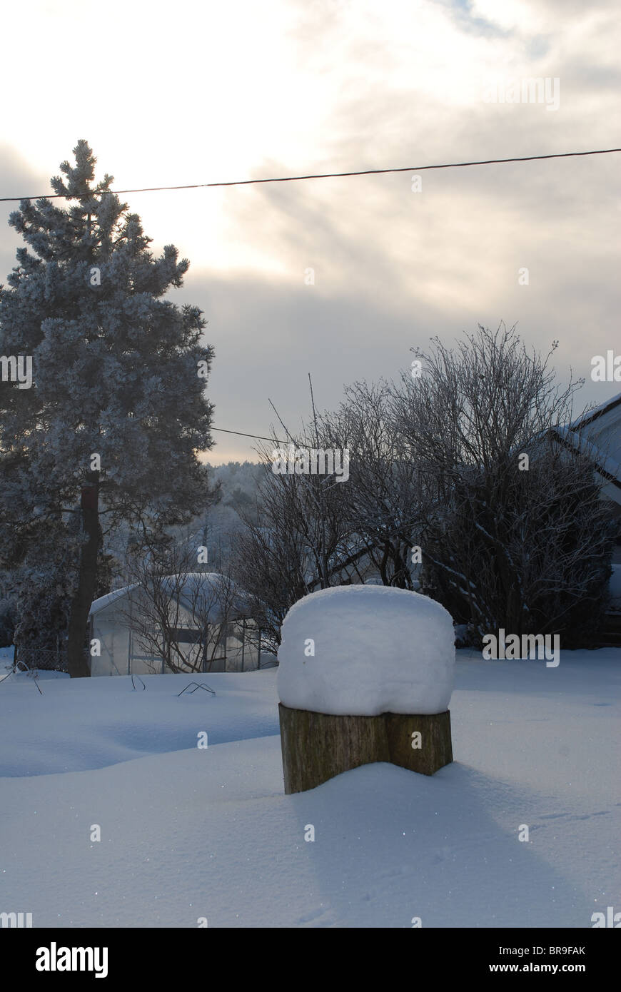 Norway trees hi-res stock photography and images - Alamy